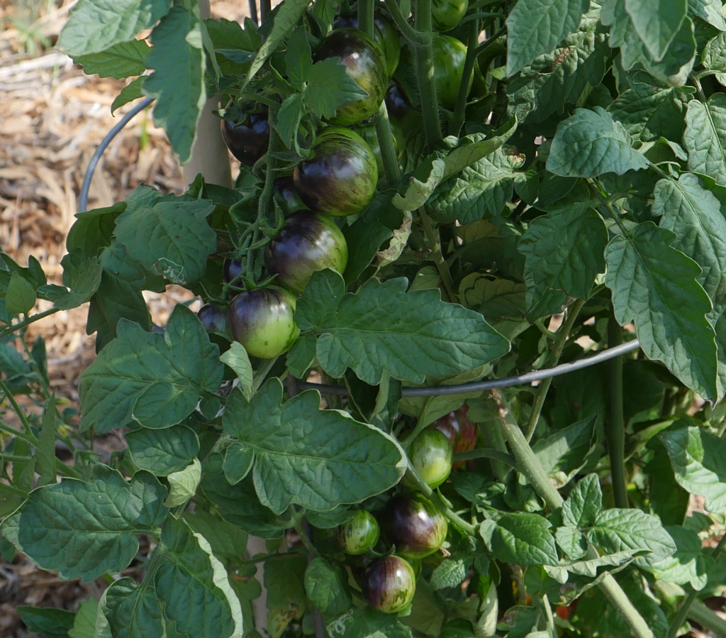 Slam Dunk Summer Garden - Grow Permaculture